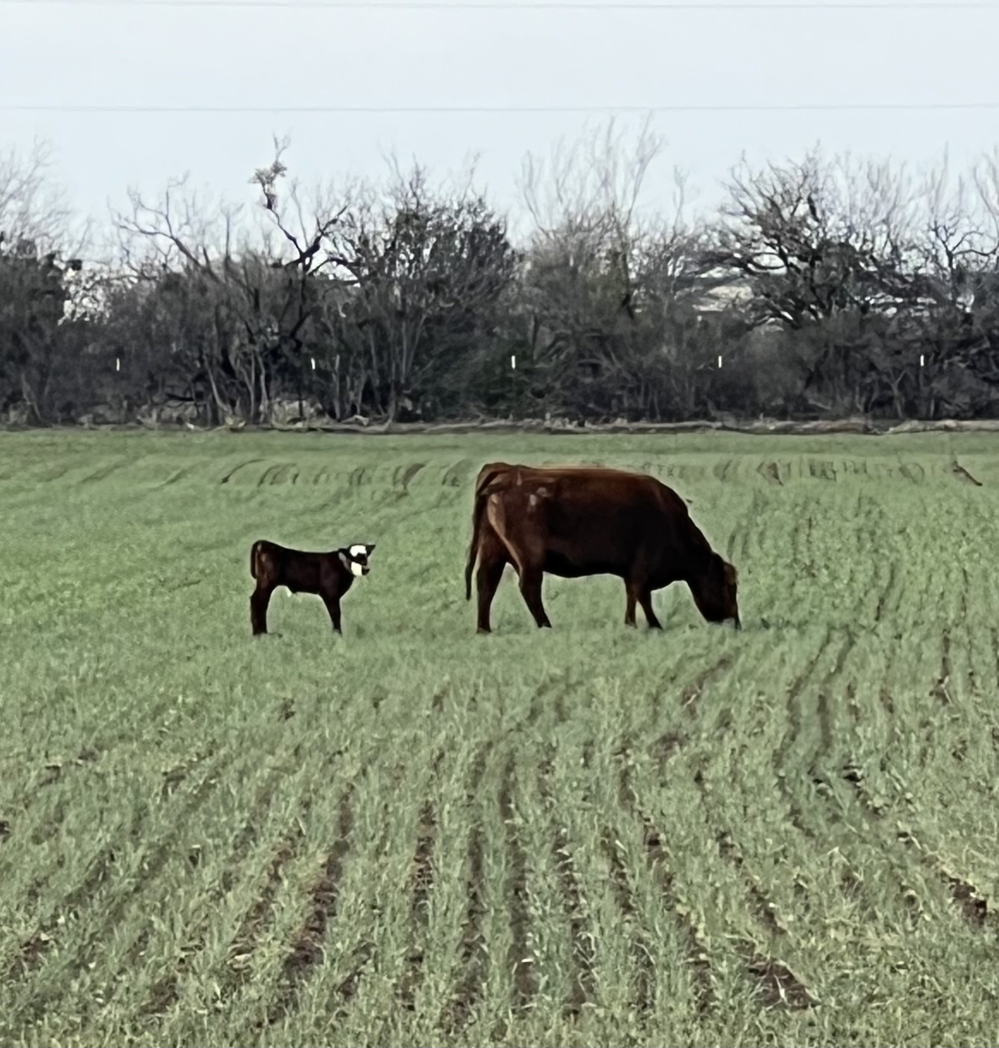 Freedom Farm TX – Freedom Farm TX